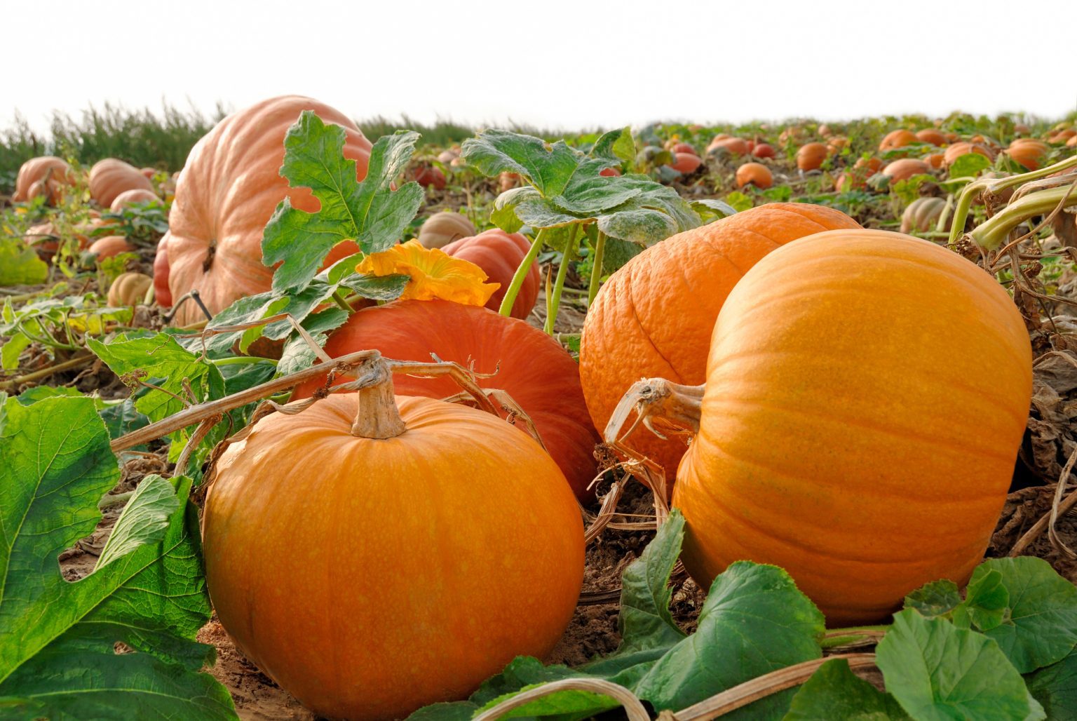 How To Protect Growing Pumpkins From Animals (11 Ways) - Pest ...
