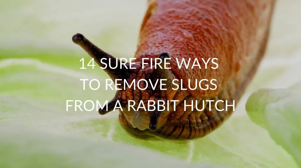 Slugs Archives - Pest Prevention Patrol