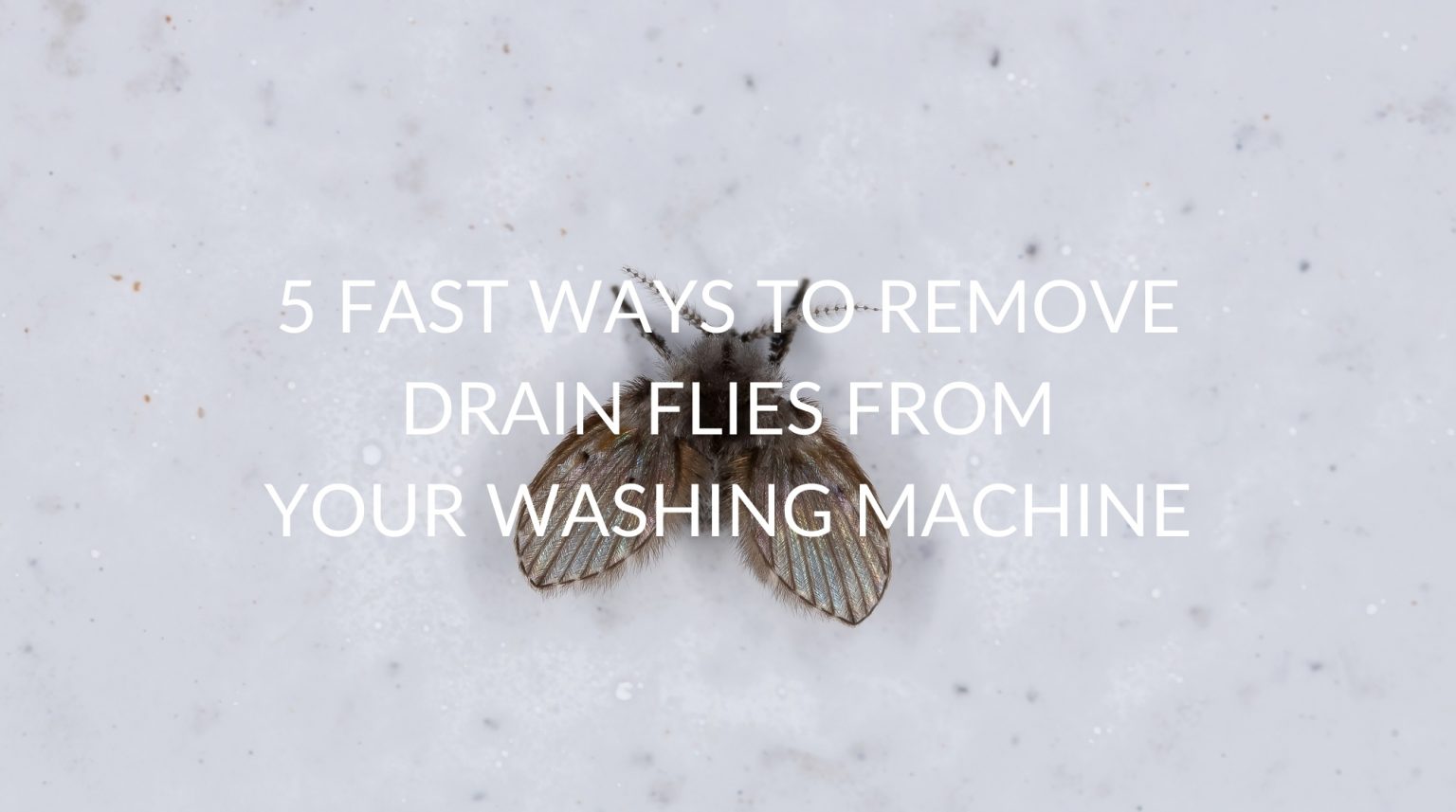 5 Fast Ways To Remove Drain Flies From Your Washing Machine - Pest ...