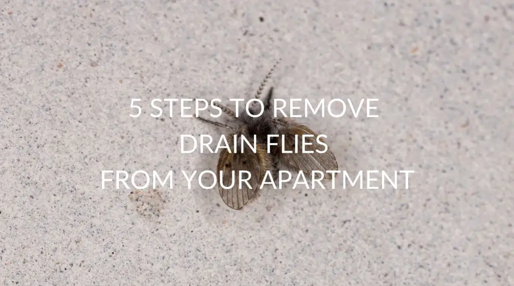 5 Steps To Remove Drain Flies From Your Apartment - Pest Prevention Patrol