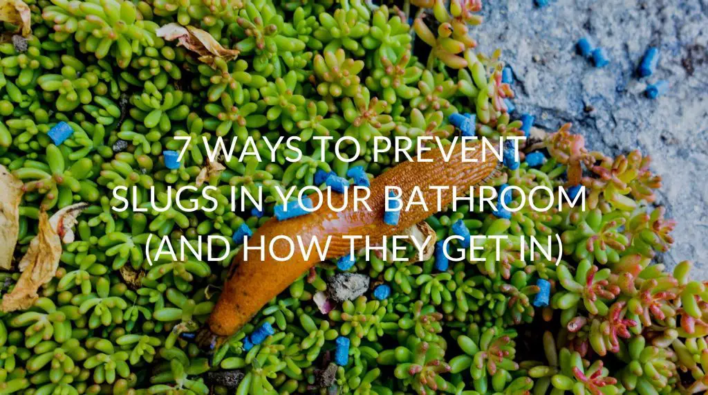 7 Ways To Prevent Slugs In Your Bathroom (And How They Get In) - Pest ...