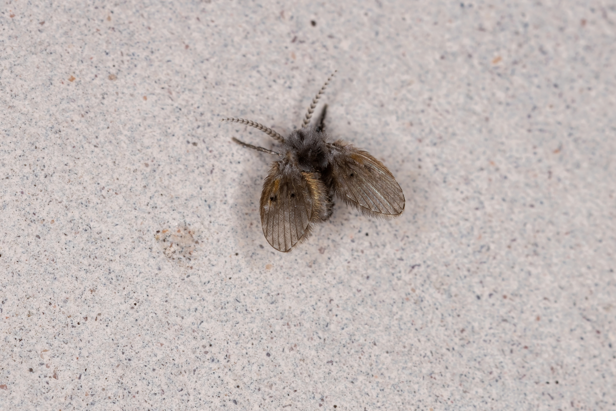 5 Steps To Remove Drain Flies From Your Apartment - Pest Prevention Patrol