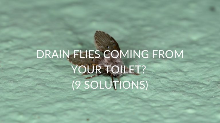 Drain Flies Coming From Your Toilet? (9 Solutions) - Pest Prevention Patrol