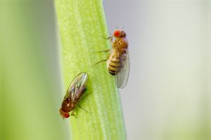 Drain Flies Vs Fruit Flies (& How To Deal With Both) - Pest Prevention ...