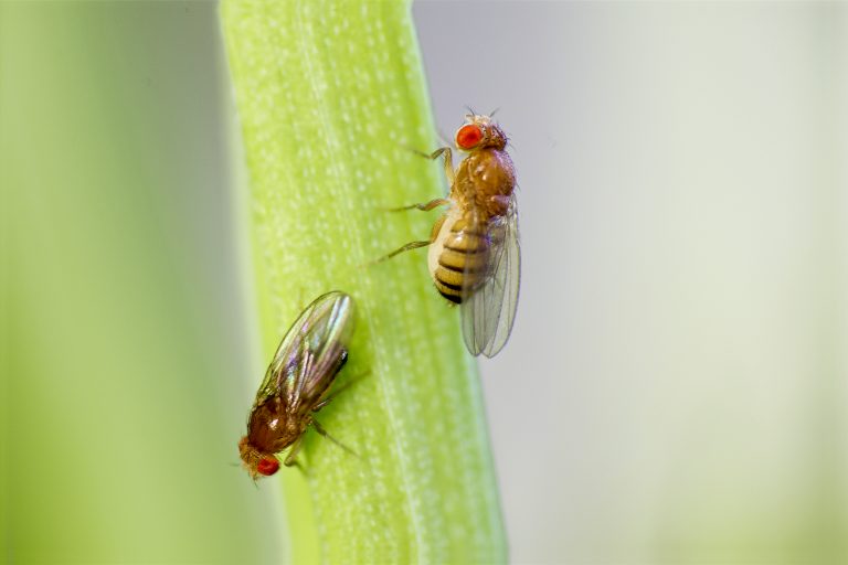 Drain Flies Vs Fruit Flies (& How To Deal With Both) - Pest Prevention ...