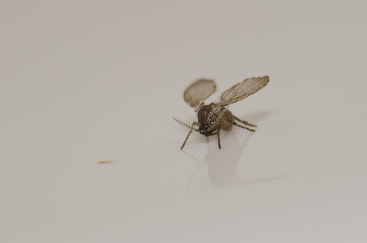 Drain Flies Not Coming From The Drain? (17 Places To Look) - Pest ...