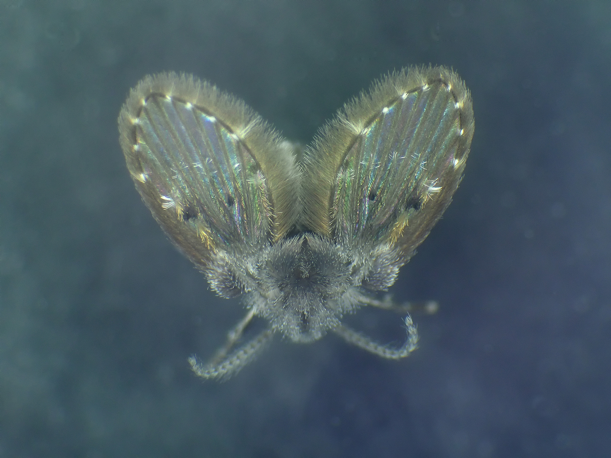 Will Drano Kill Drain Flies? (Why It May Not Be Effective) - Pest ...