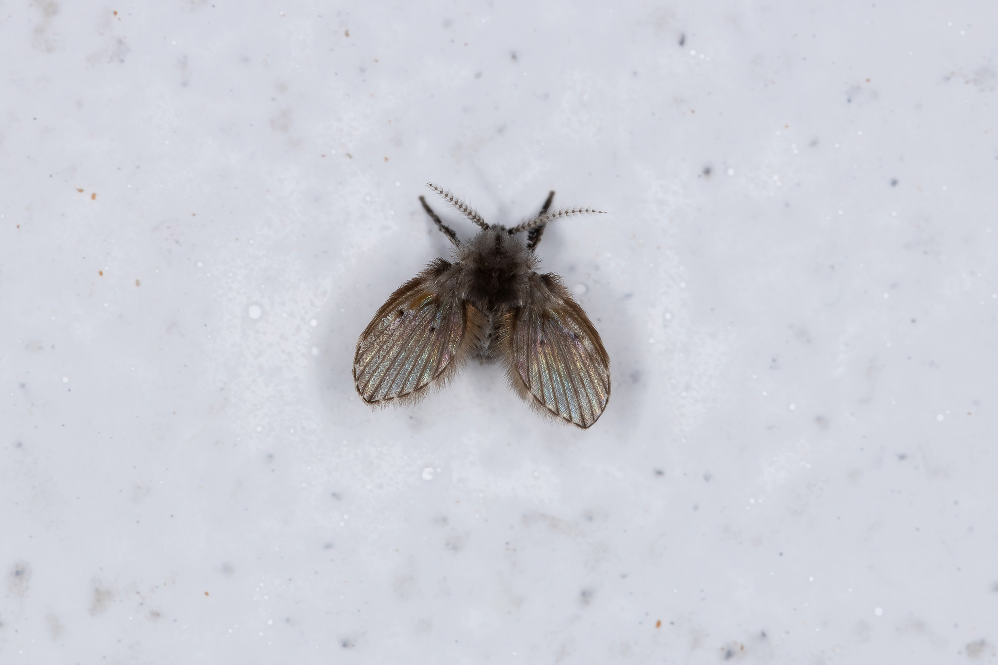 What Do Drain Flies Look Like? (Pictures Included) - Pest Prevention Patrol