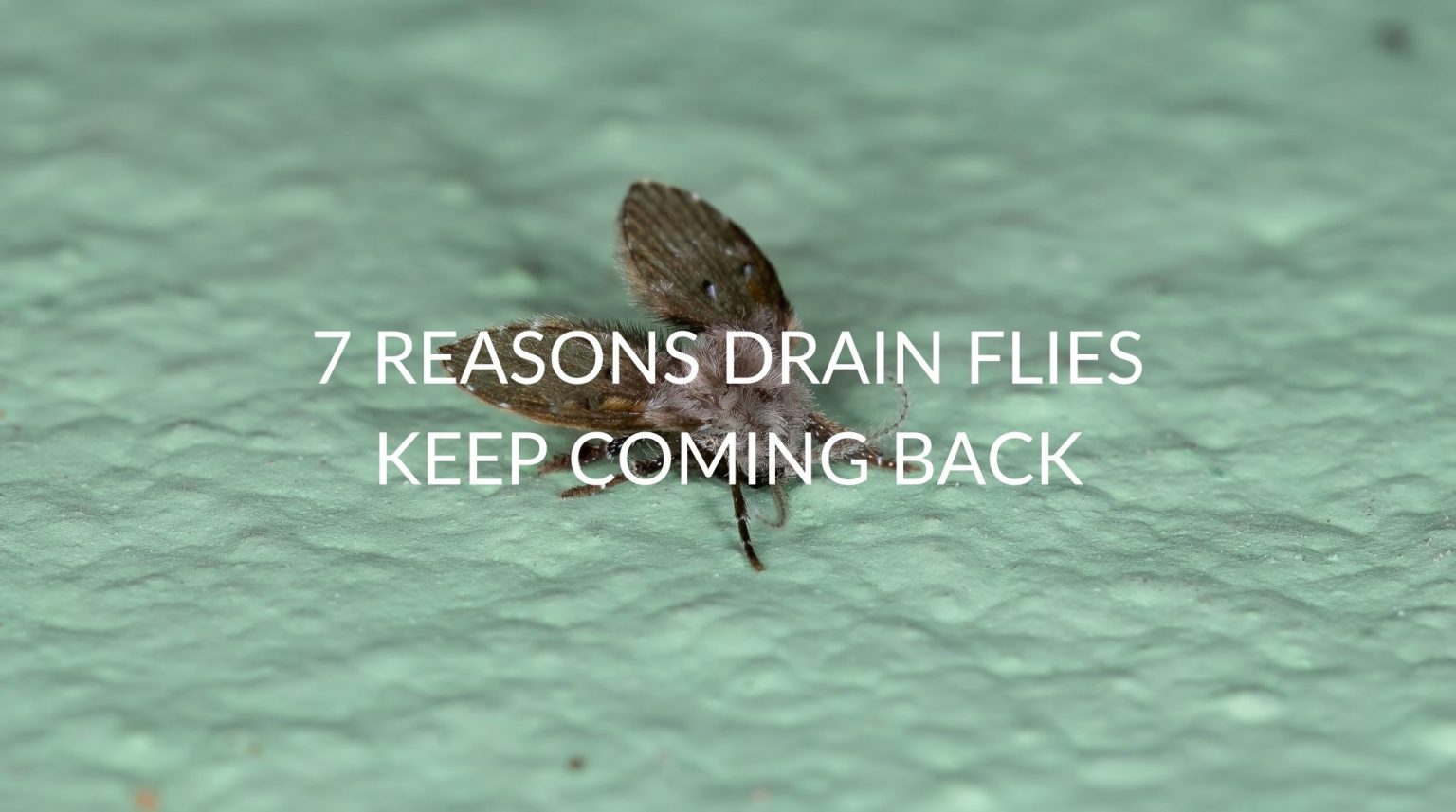 7 Reasons Drain Flies Keep Coming Back - Pest Prevention Patrol