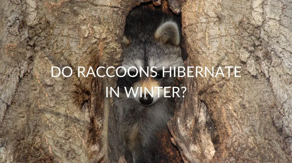 Do Raccoons Hibernate In Winter? - Pest Prevention Patrol