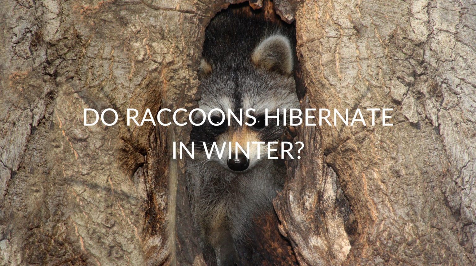 Do Raccoons Hibernate In Winter? - Pest Prevention Patrol