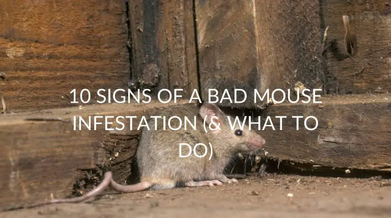 10 Signs Of A Bad Mouse Infestation (& What To Do) - Pest Prevention Patrol 10 Signs Of A Bad Mouse Infestation (& What To Do) - Pest Prevention Patrol