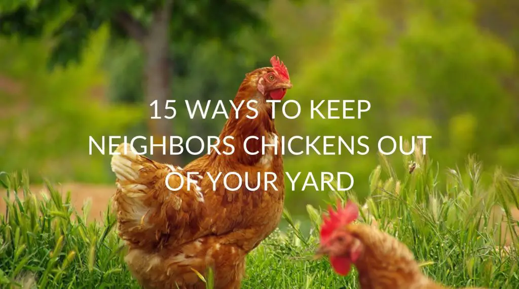 15 Ways To Keep Neighbors Chickens Out Of Your Yard - Pest Prevention ...