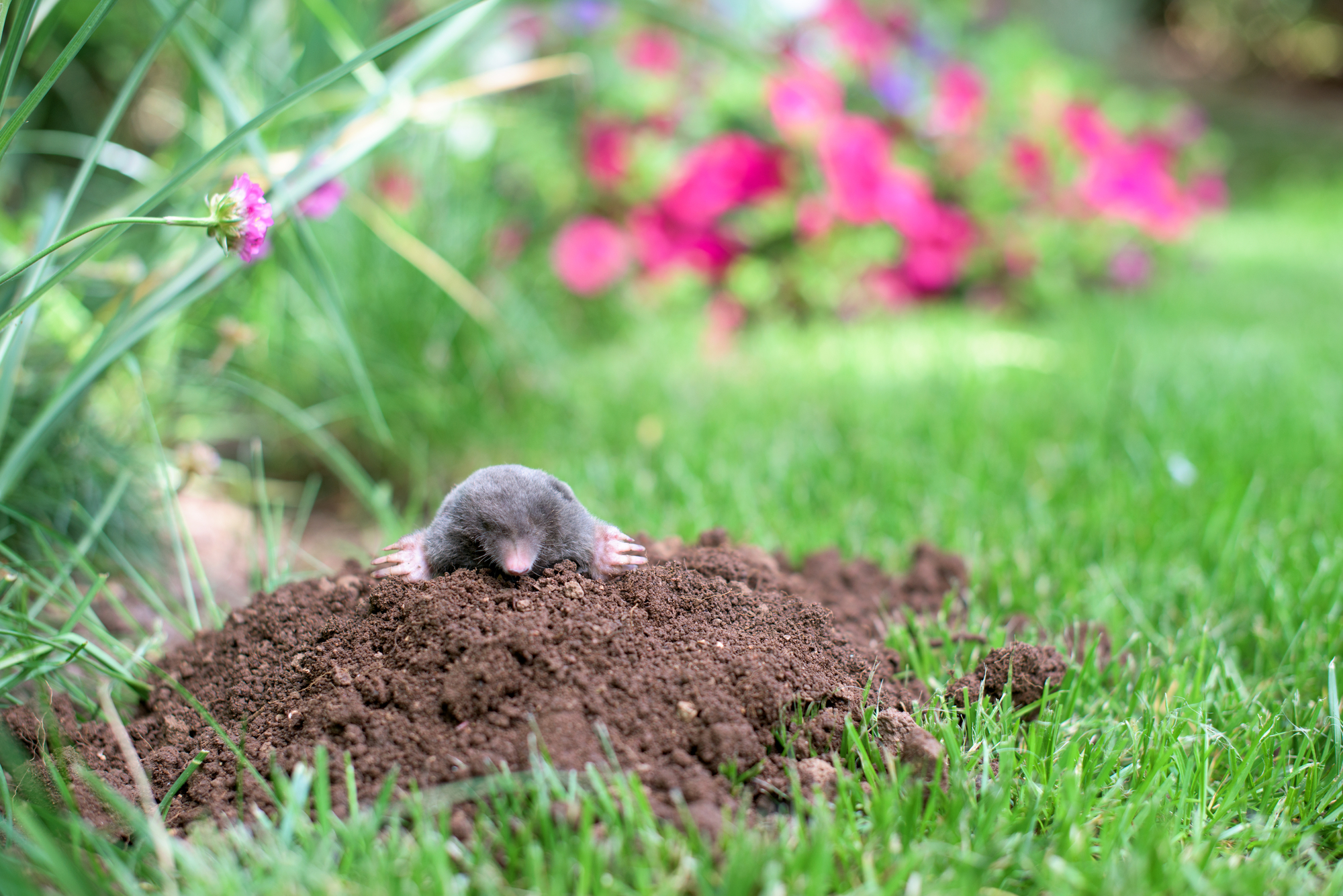 How To Get Rid Of Ground Moles With Vinegar - Pest Prevention Patrol