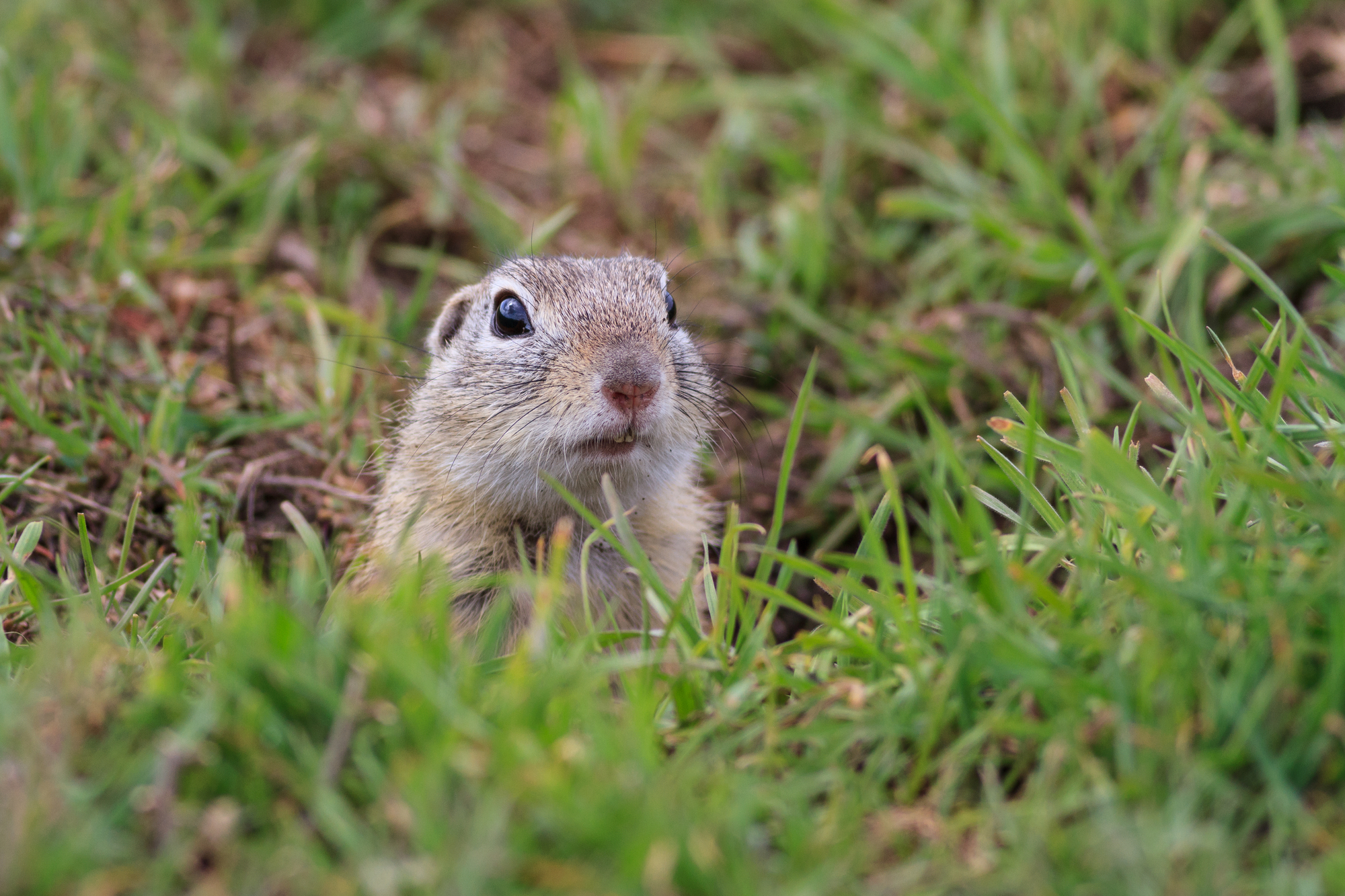 How To Use Castor Oil For Gophers (& Other Methods) - Pest Prevention ...