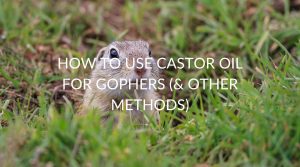 How To Use Castor Oil For Gophers (& Other Methods) - Pest Prevention ...