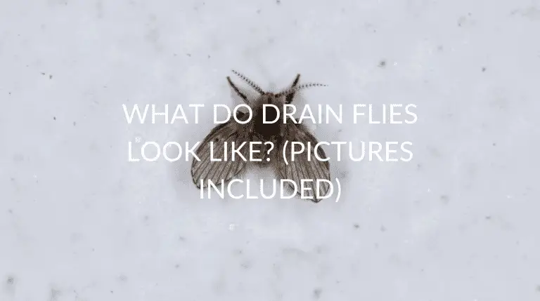 What Do Drain Flies Look Like? (Pictures Included) - Pest Prevention Patrol