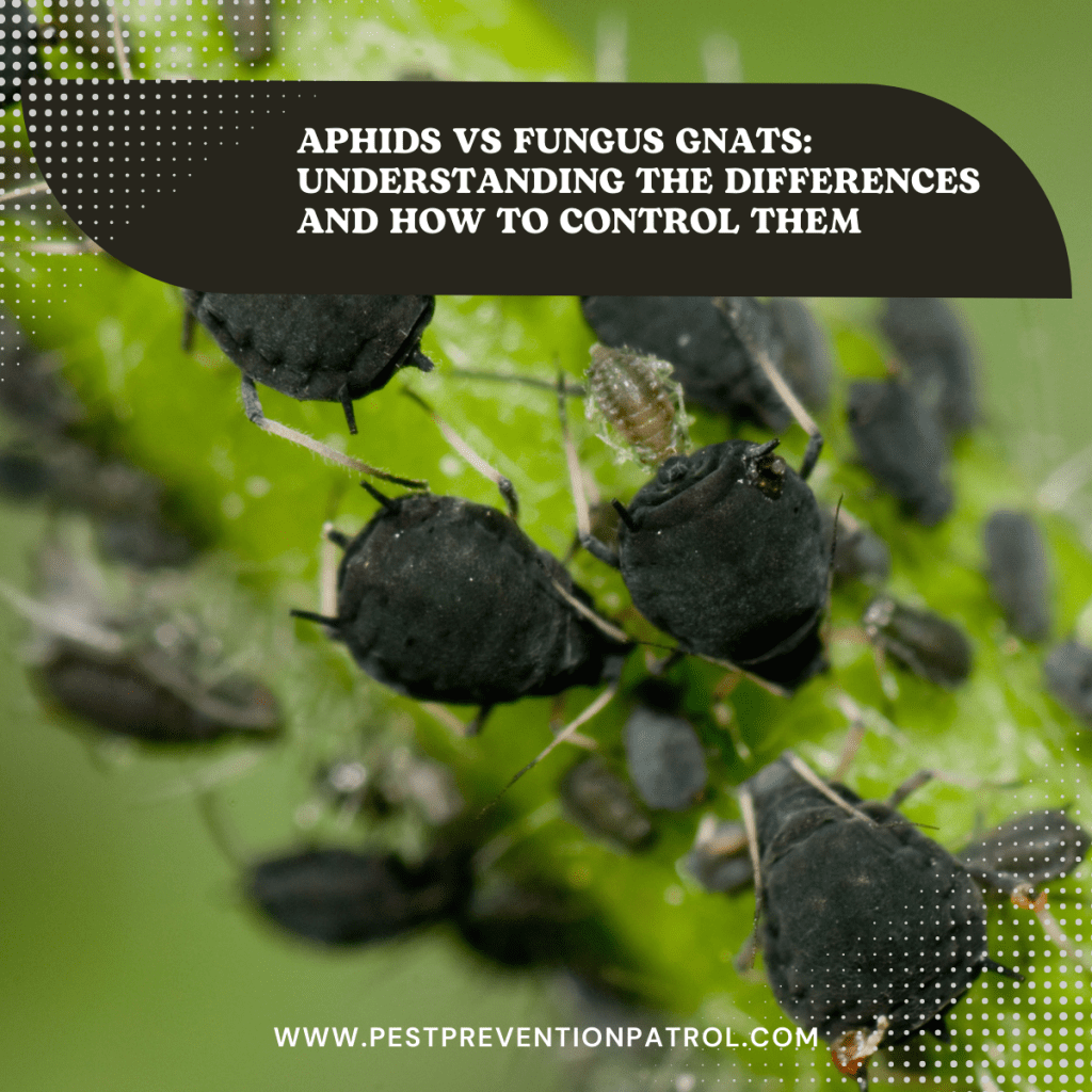 Aphids vs Fungus Gnats: Understanding the Differences and How to ...