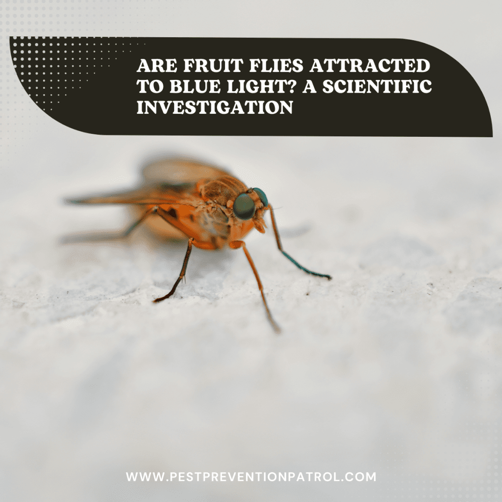 Are Fruit Flies Attracted to Blue Light? A Scientific Investigation - Pest Prevention Patrol