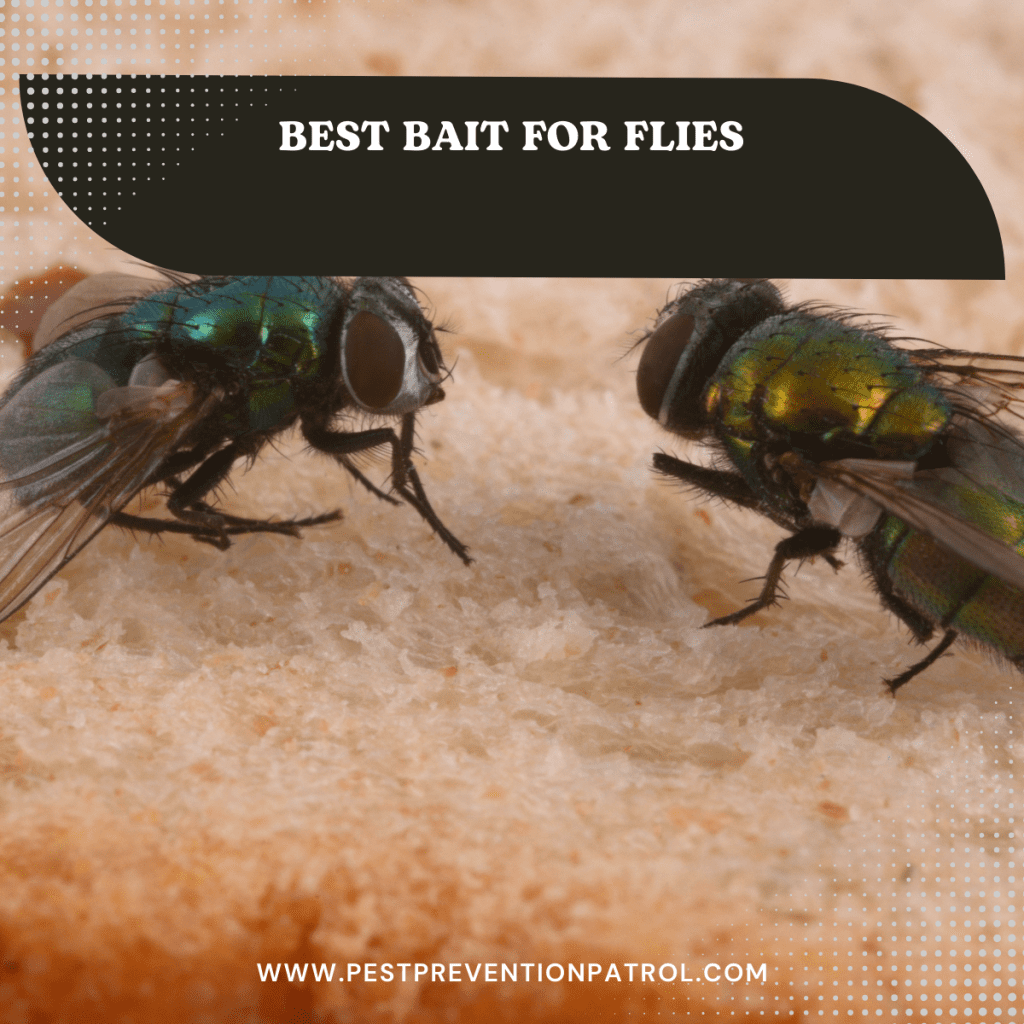Best Bait For Flies - Pest Prevention Patrol