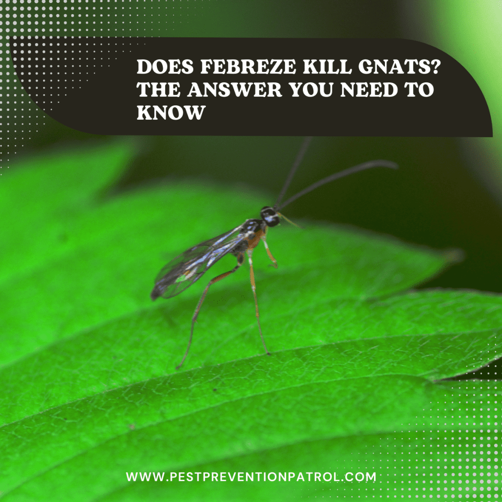 Does Febreze Kill Gnats? The Answer You Need to Know - Pest Prevention ...