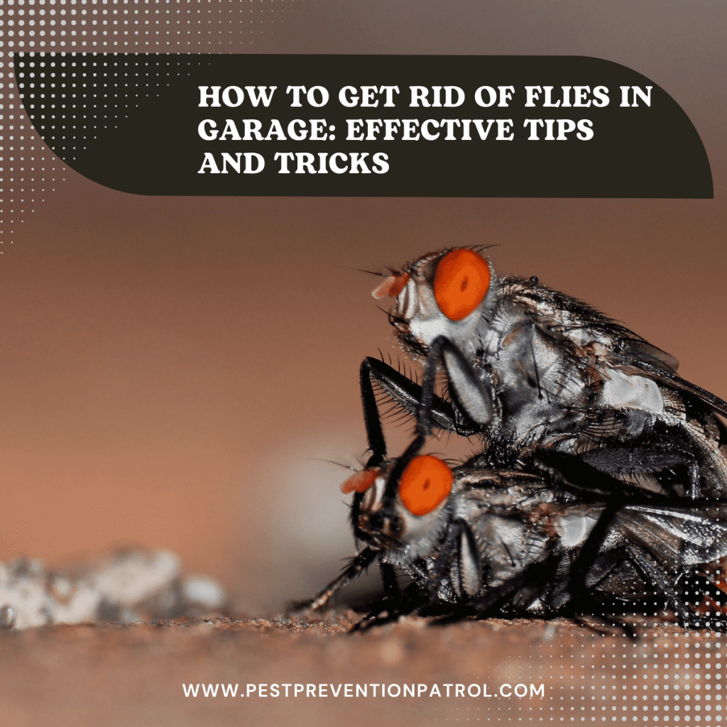 How to Get Rid of Flies in Garage: Effective Tips and Tricks - Pest ...