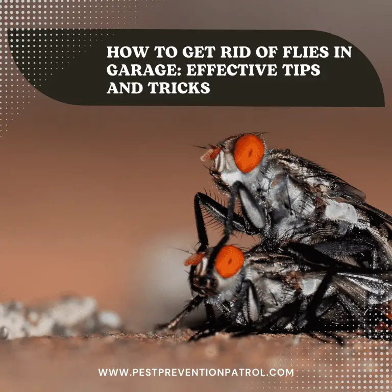How to Get Rid of Flies in Garage: Effective Tips and Tricks - Pest ...