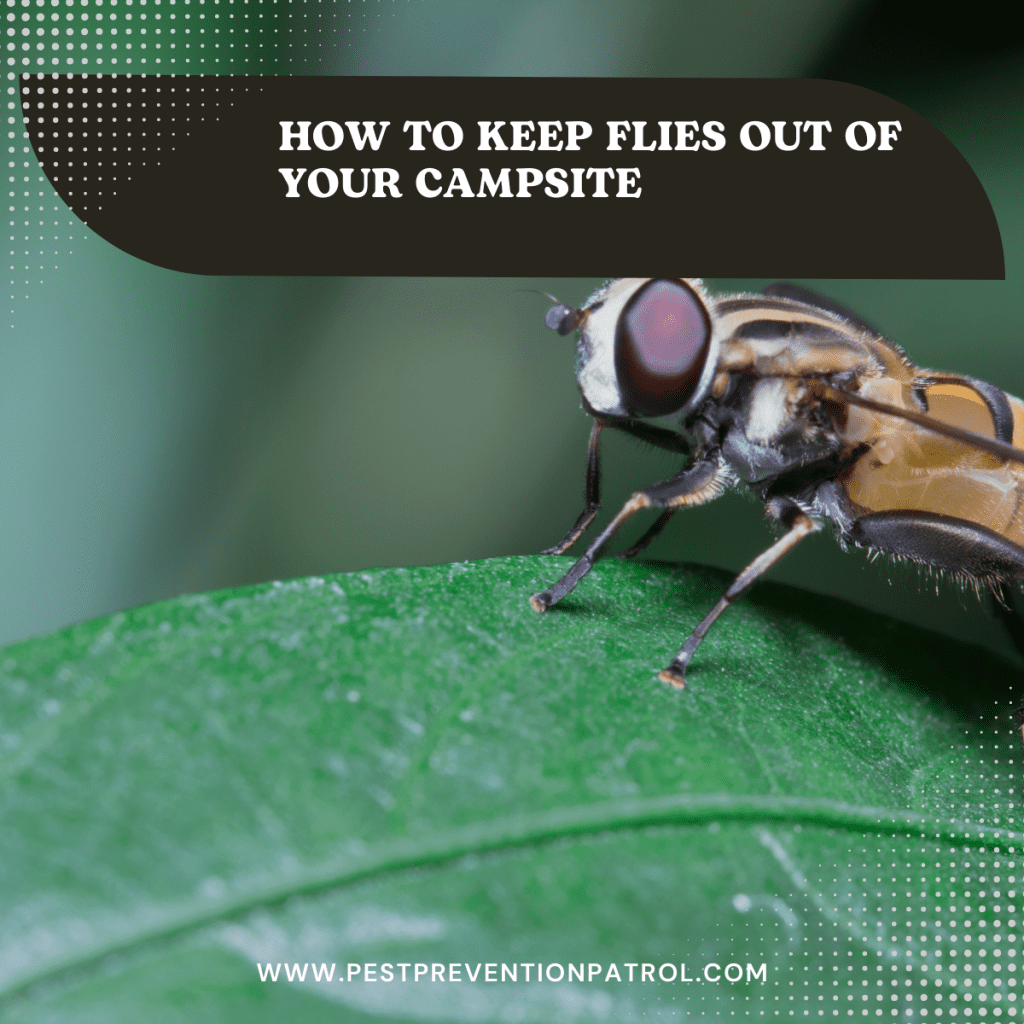 How to Keep Flies Out of Your Campsite - Pest Prevention Patrol