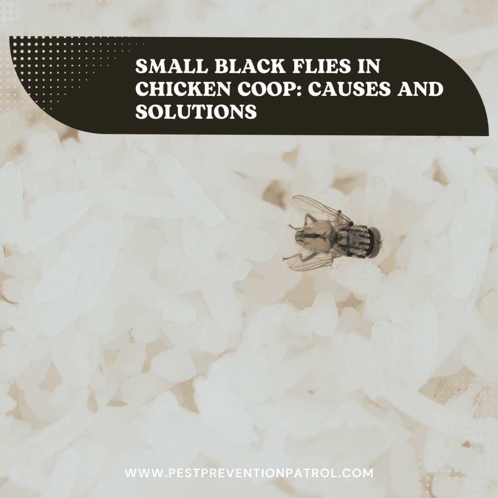 Small Black Flies in Chicken Coop: Causes and Solutions - Pest ...